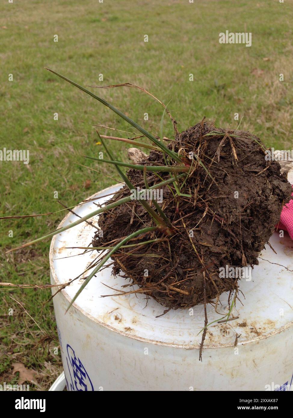 California bulrush (Schoenoplectus californicus) Plantae Stock Photo ...