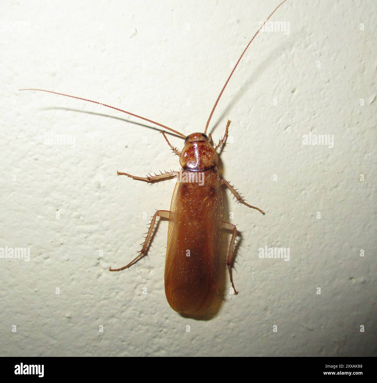 Household Cockroaches (Blattidae) Insecta Stock Photo - Alamy