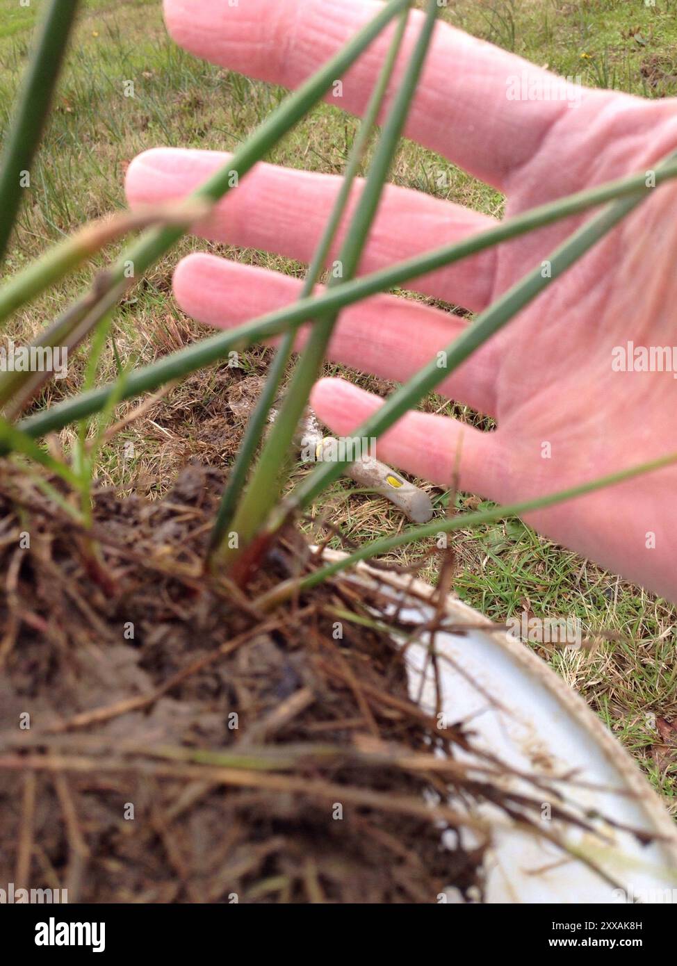 California bulrush (Schoenoplectus californicus) Plantae Stock Photo ...