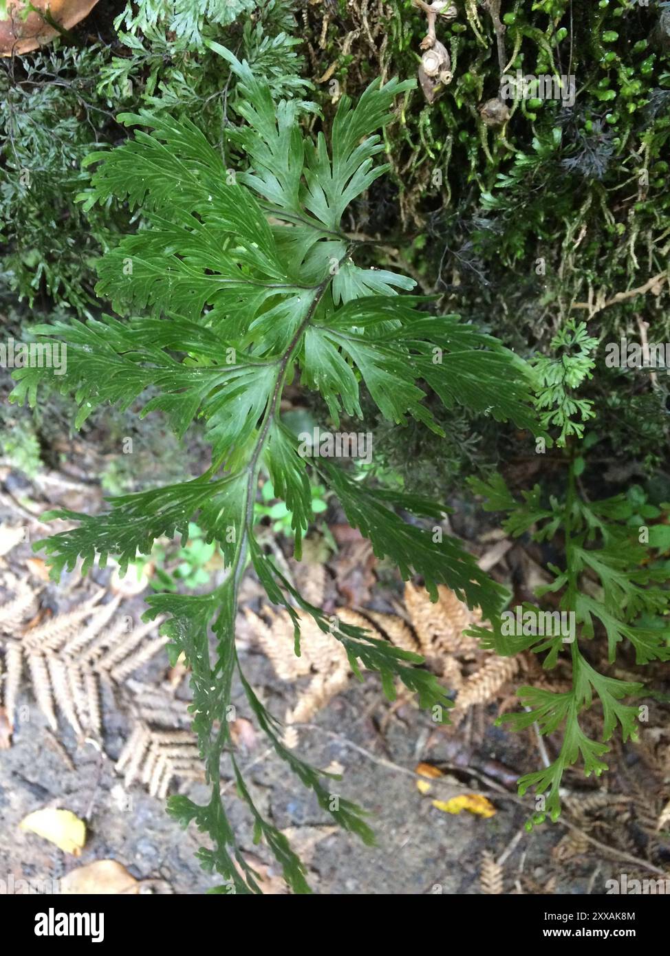 matua mauku (Hymenophyllum dilatatum) Plantae Stock Photo - Alamy