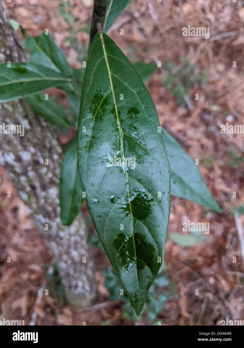 Swamp Bay (Persea palustris) Plantae Stock Photo - Alamy