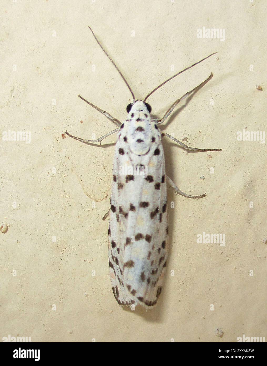 Rattlepod Moths (Utetheisa) Insecta Stock Photo - Alamy