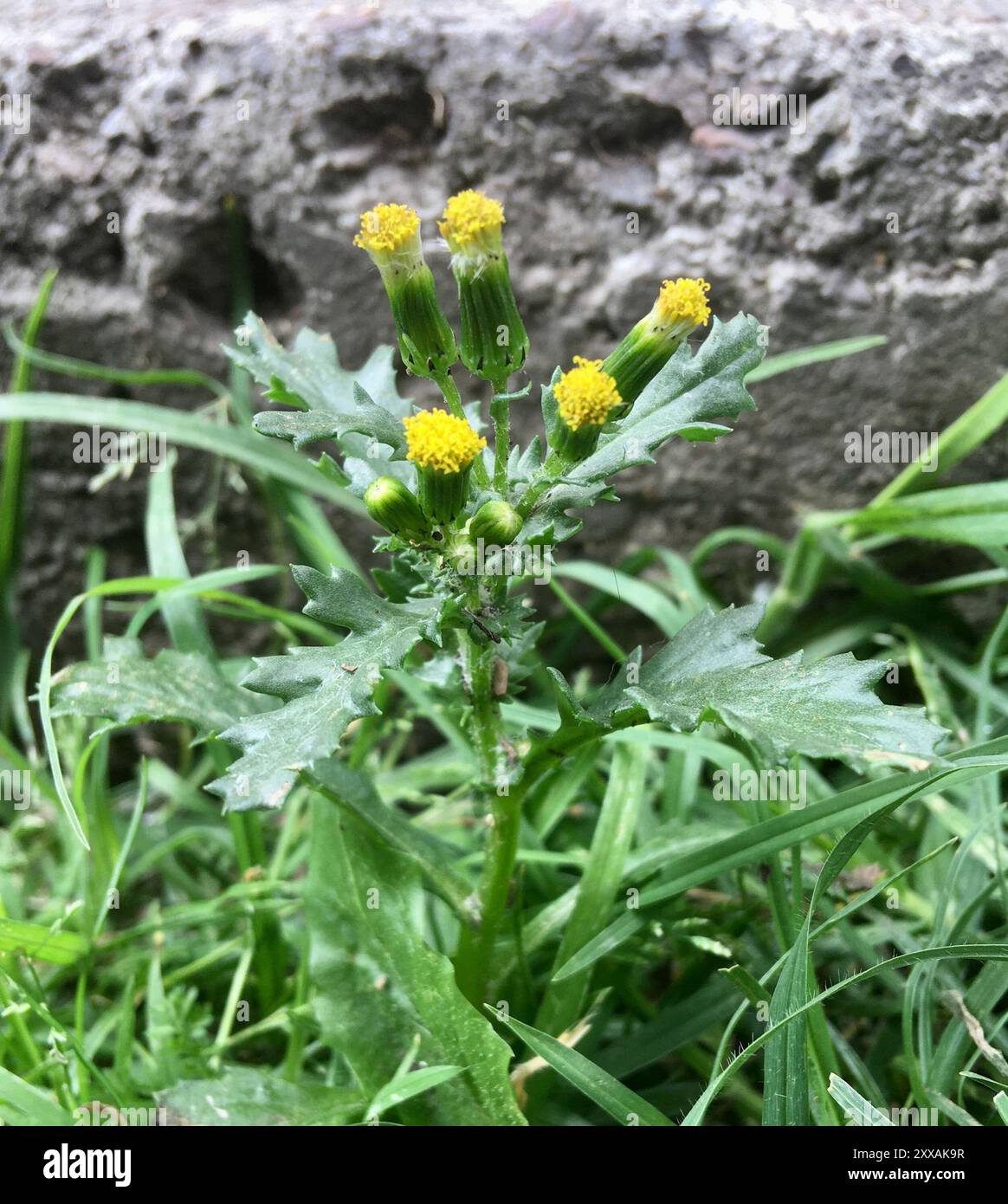common groundsel (Senecio vulgaris) Plantae Stock Photo - Alamy