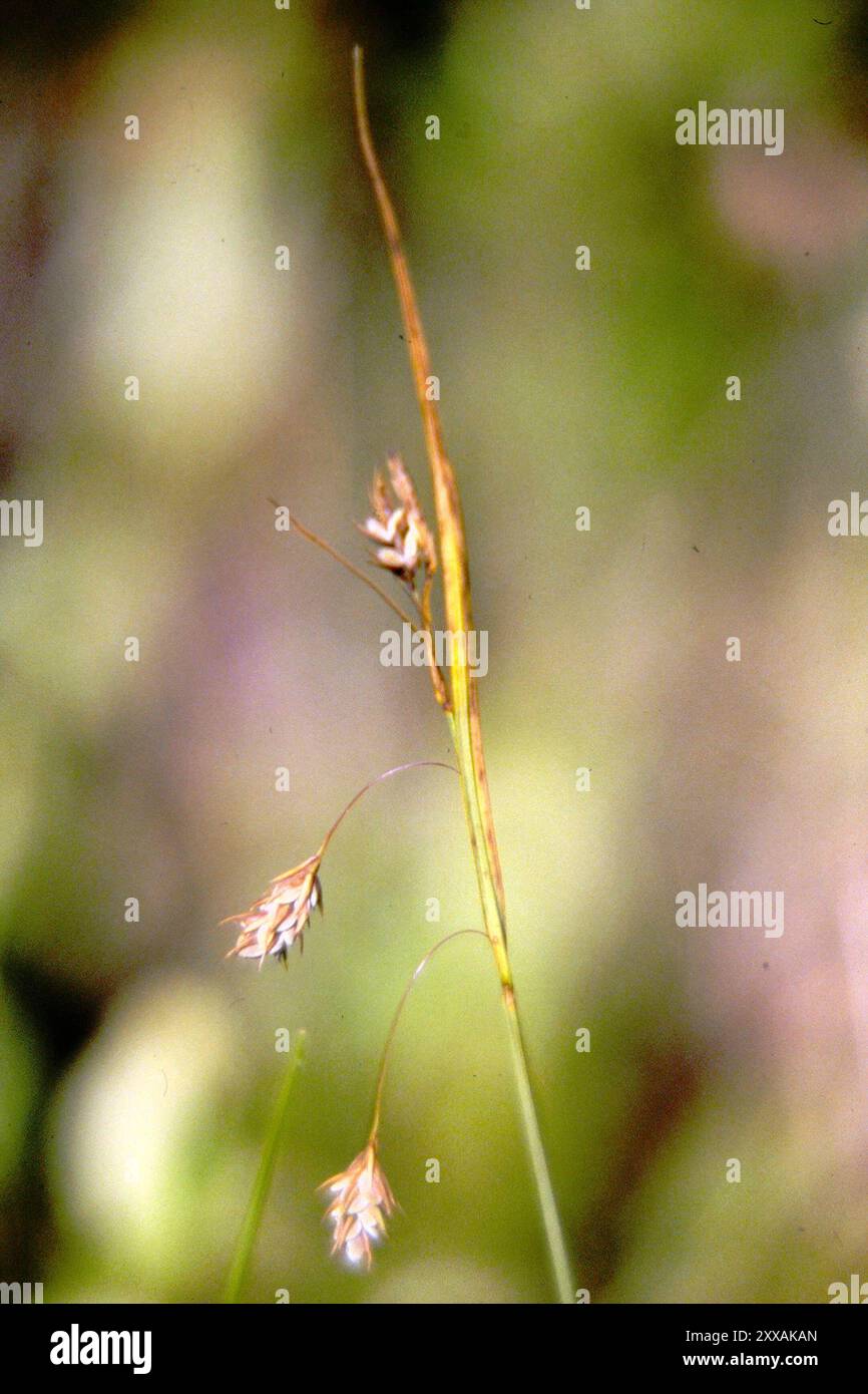 Tall Bog-sedge (Carex magellanica) Plantae Stock Photo - Alamy