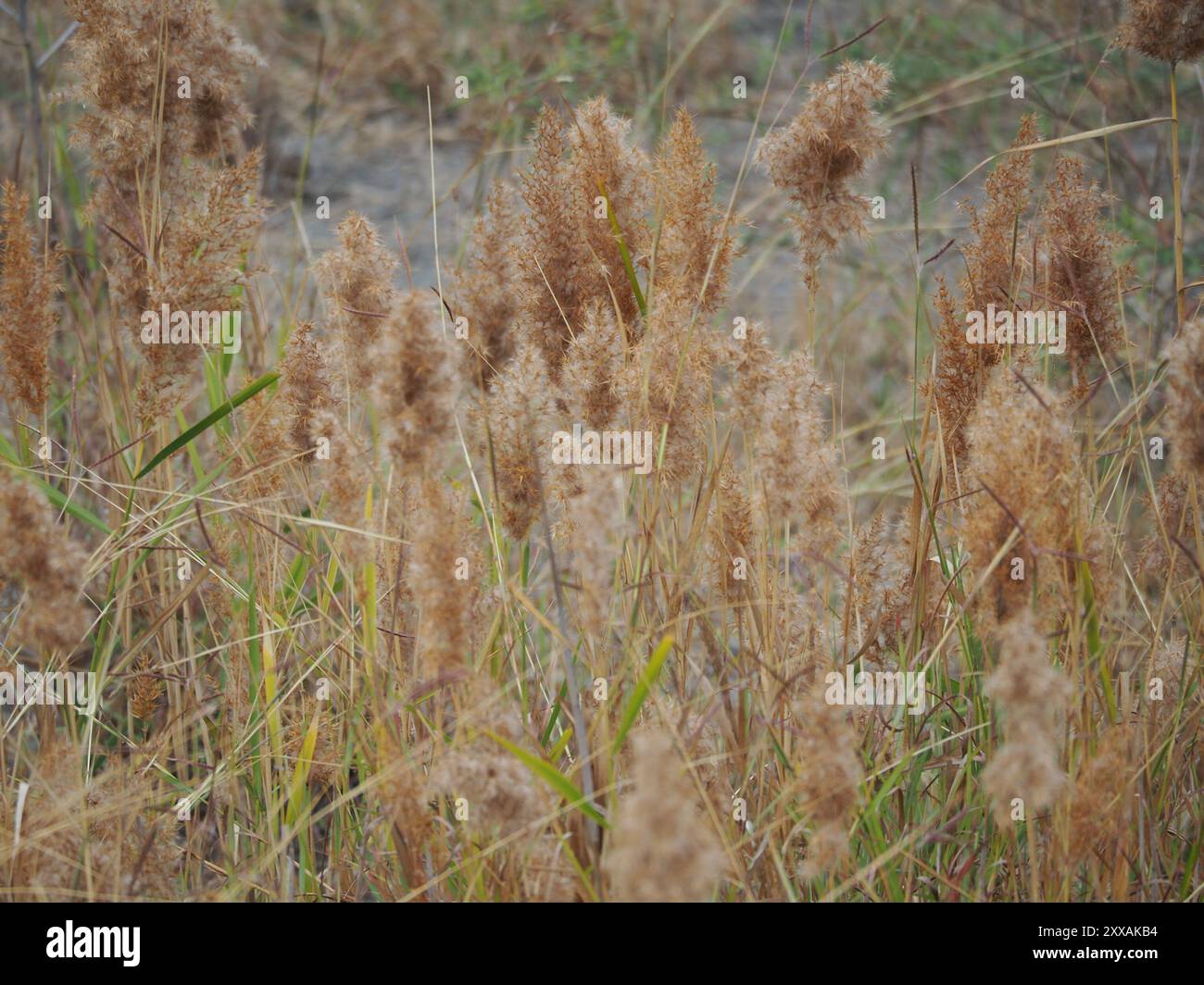 common reed (Phragmites australis) Plantae Stock Photo - Alamy