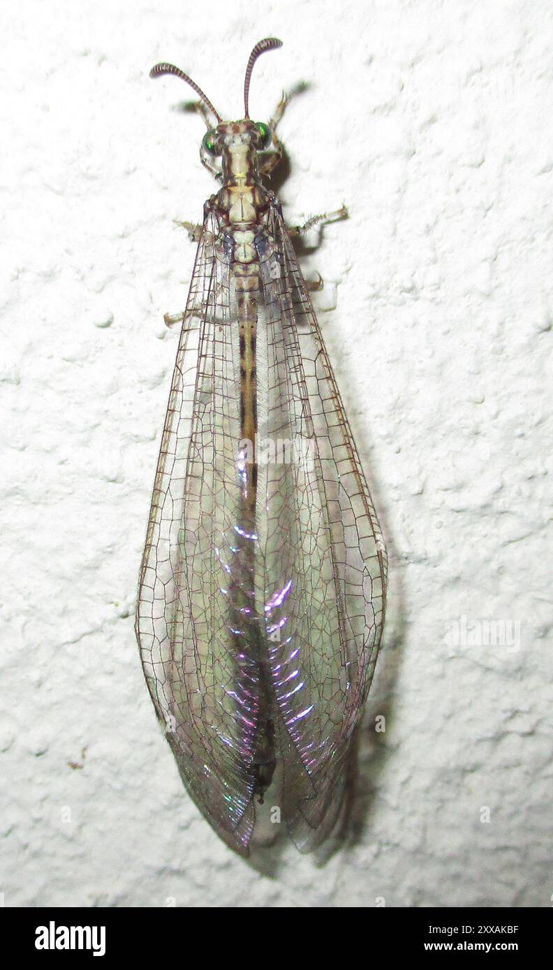 Pit-trapping Antlions (Myrmeleontini) Insecta Stock Photo - Alamy