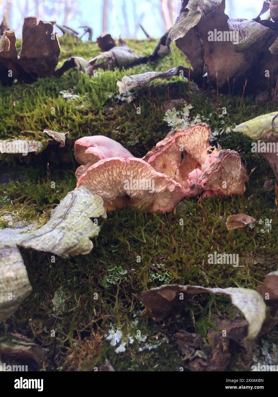 Coral pink merulius hi-res stock photography and images - Alamy