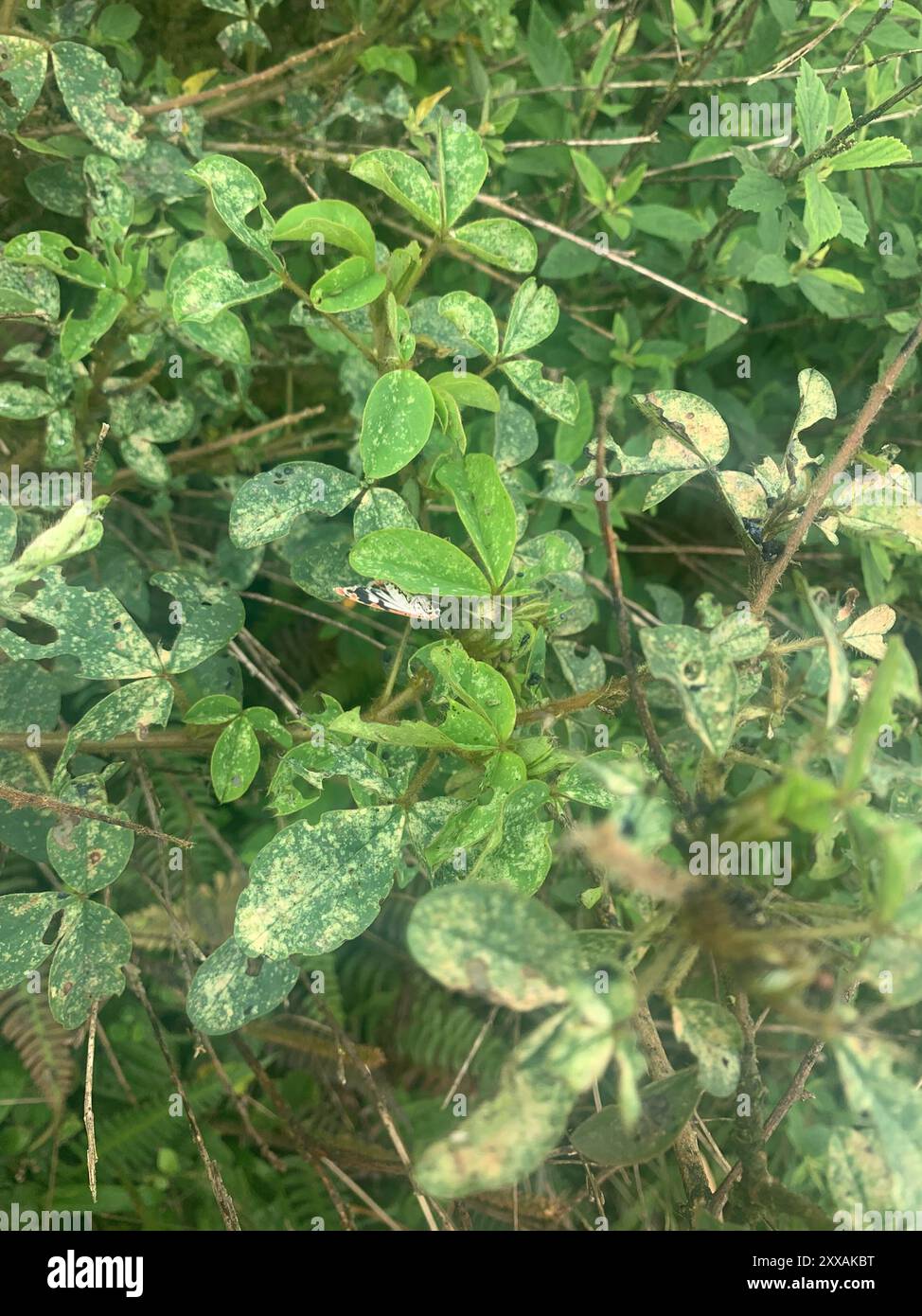 Rattlepod Moths (Utetheisa) Insecta Stock Photo - Alamy