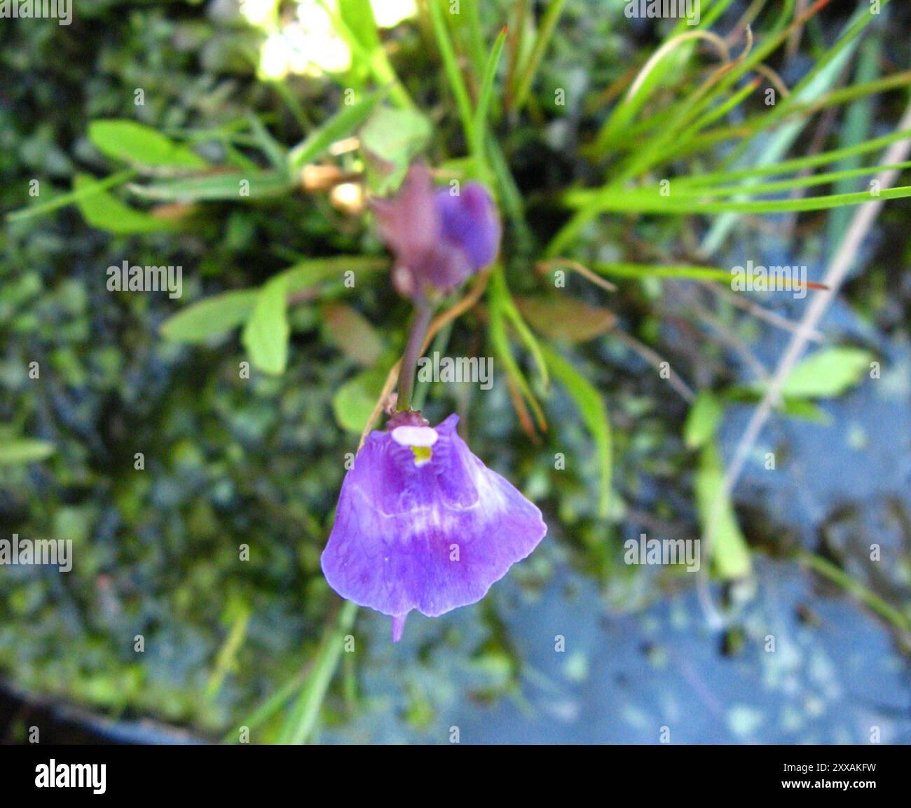 Lead Bladderwort (Utricularia livida) Plantae Stock Photo - Alamy