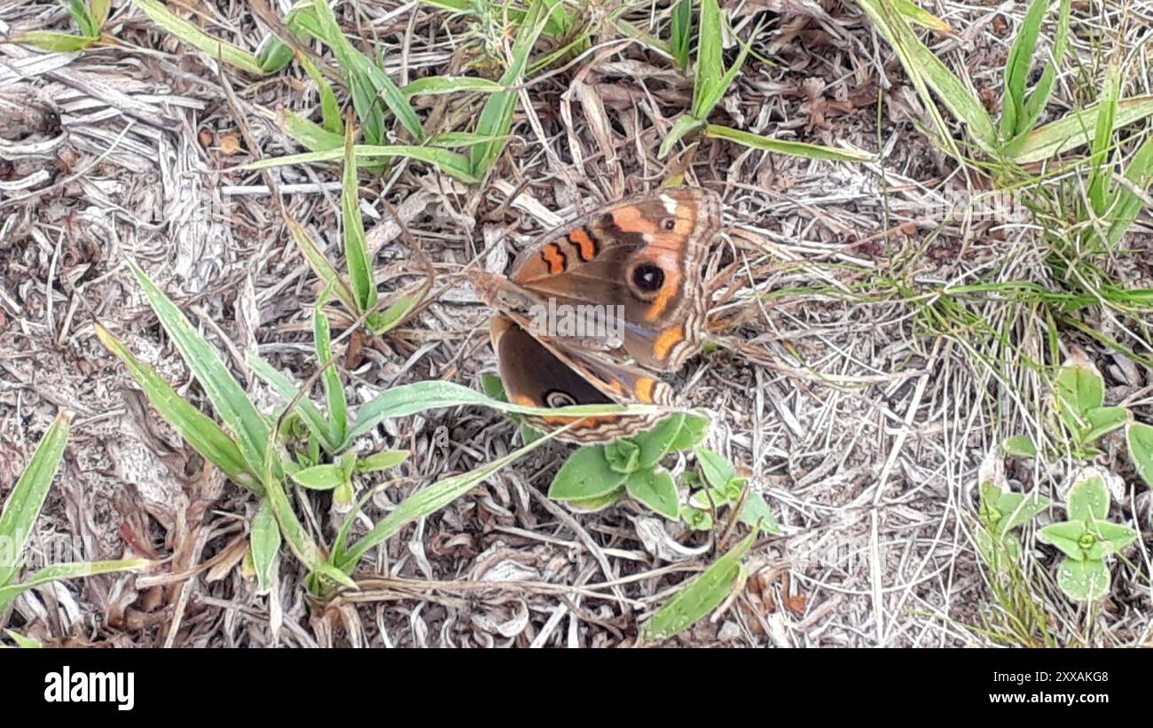 Buckeyes & Pansies (Junonia) Insecta Stock Photo - Alamy