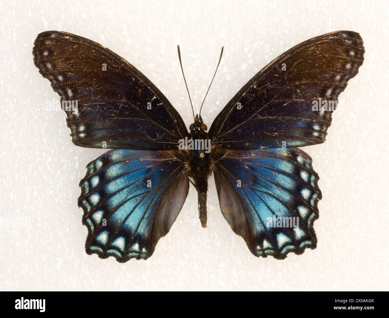Arizona Red-spotted Purple (Limenitis arthemis arizonensis) Insecta ...