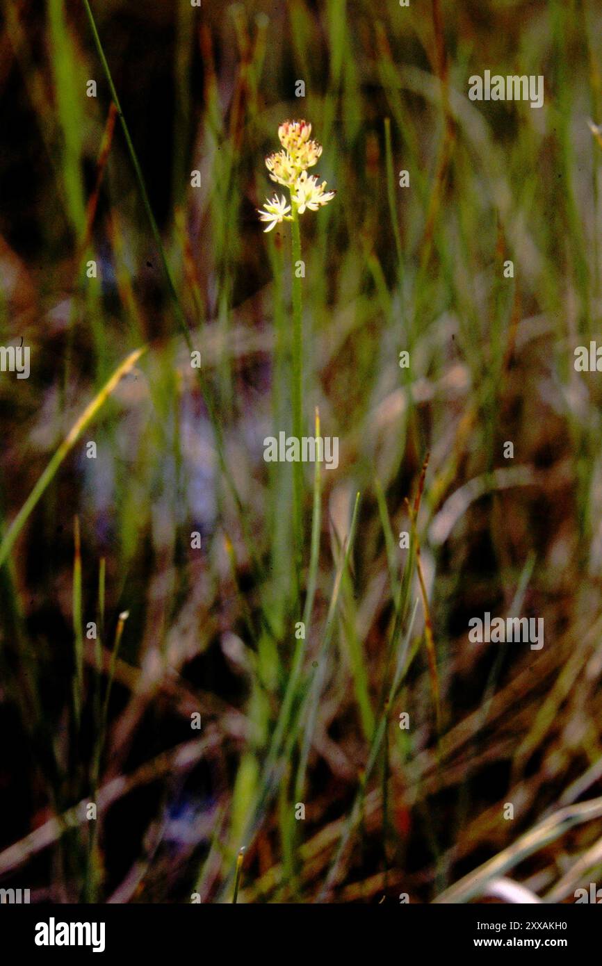Sticky False Asphodel (Triantha glutinosa) Plantae Stock Photo - Alamy