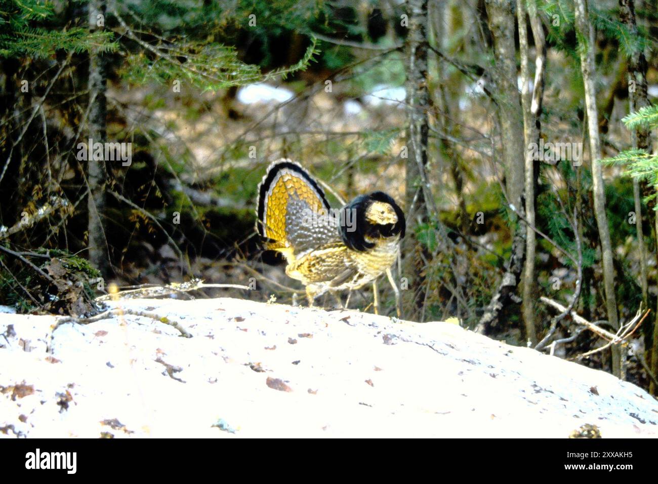 Ruffed Grouse (Bonasa umbellus) Aves Stock Photo - Alamy