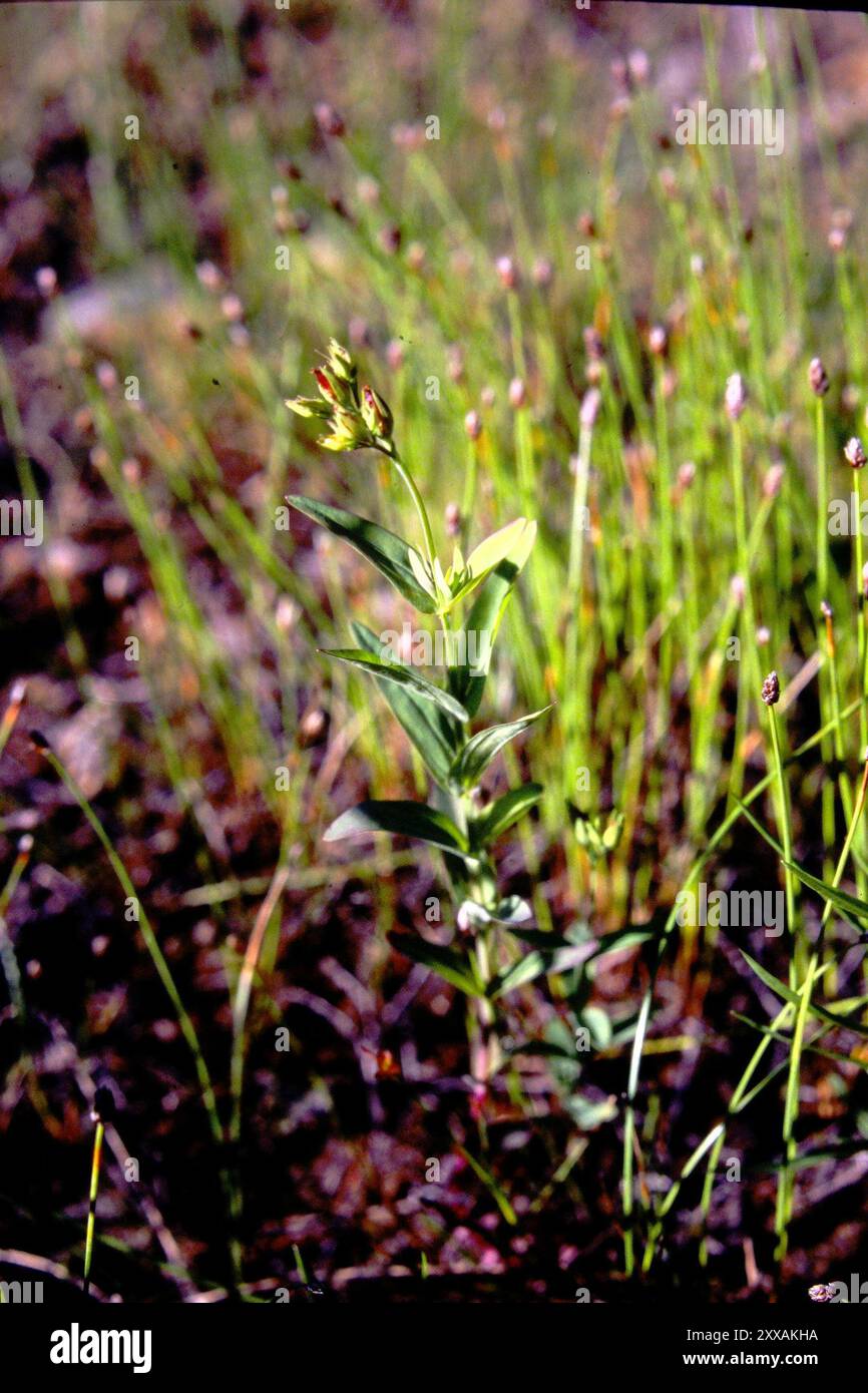 large canadian st. john's-wort (Hypericum majus) Plantae Stock Photo ...