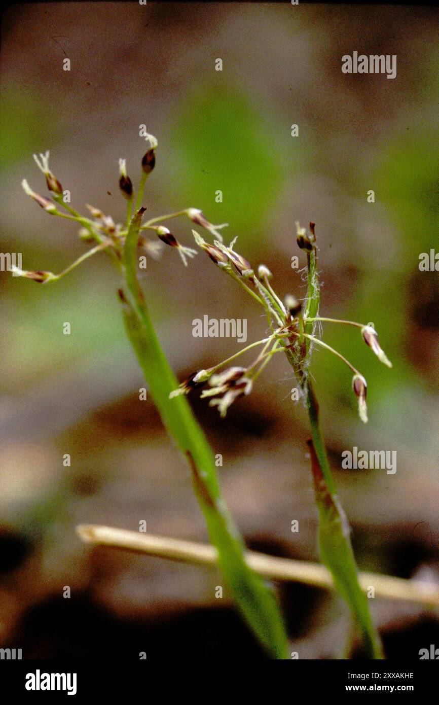 hairy woodrush (Luzula acuminata) Plantae Stock Photo - Alamy