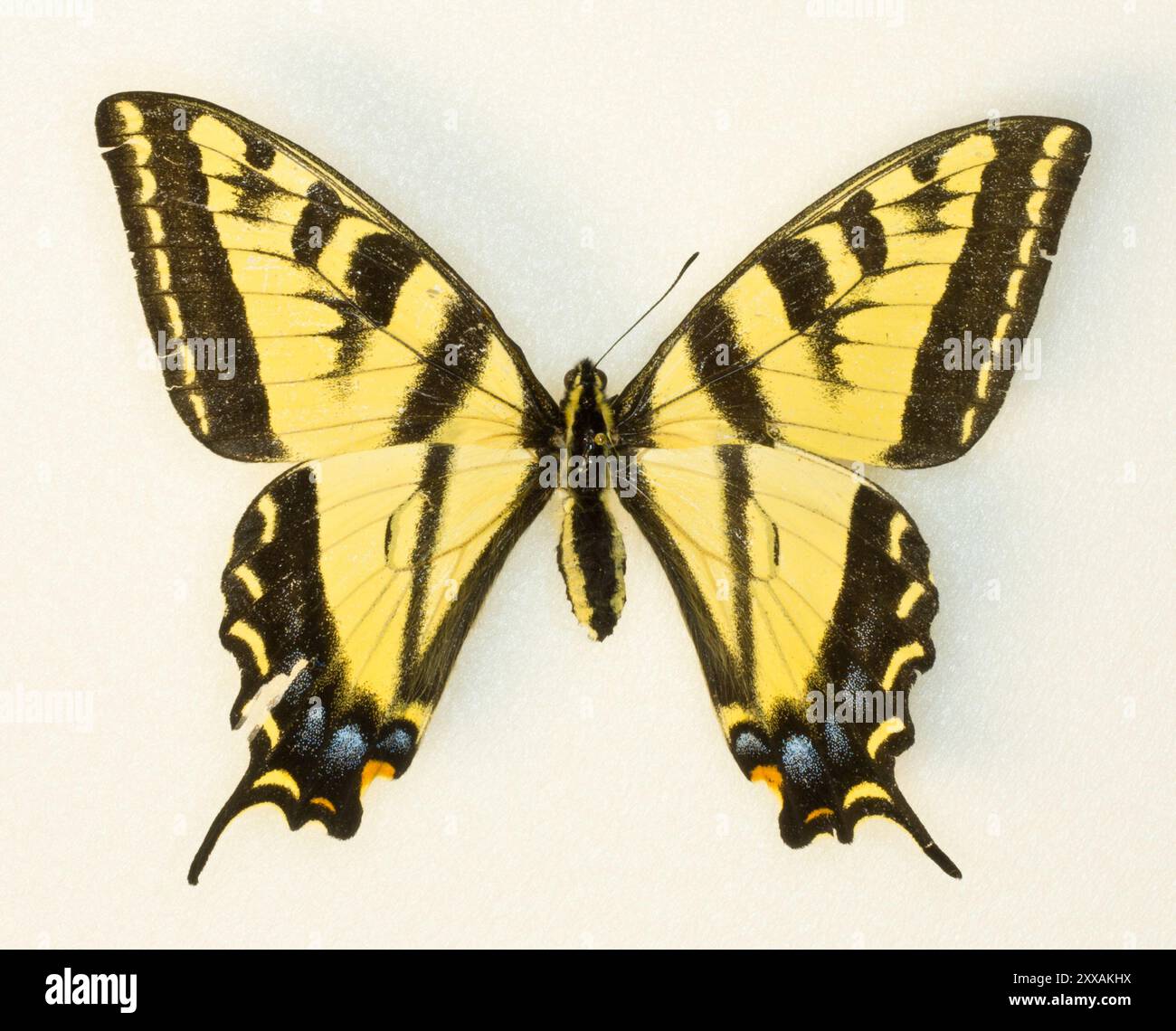 Western Tiger Swallowtail (Papilio rutulus) Insecta Stock Photo - Alamy