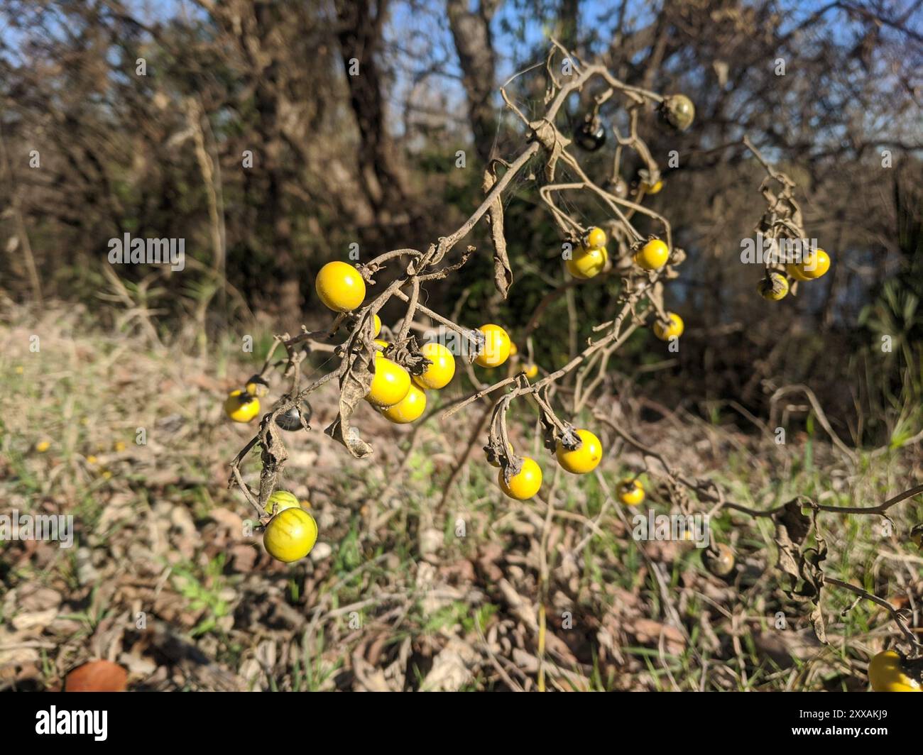 silverleaf nightshade (Solanum elaeagnifolium) Plantae Stock Photo - Alamy