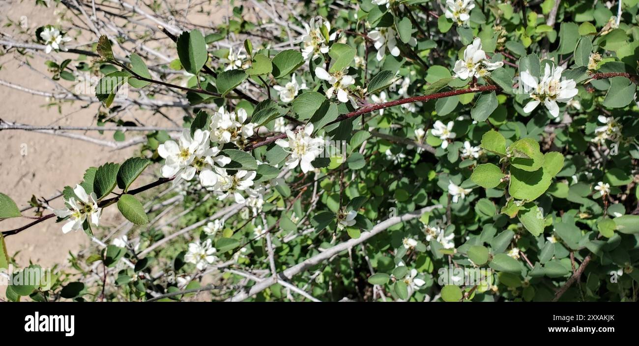 Utah Serviceberry (Amelanchier utahensis) Plantae Stock Photo - Alamy