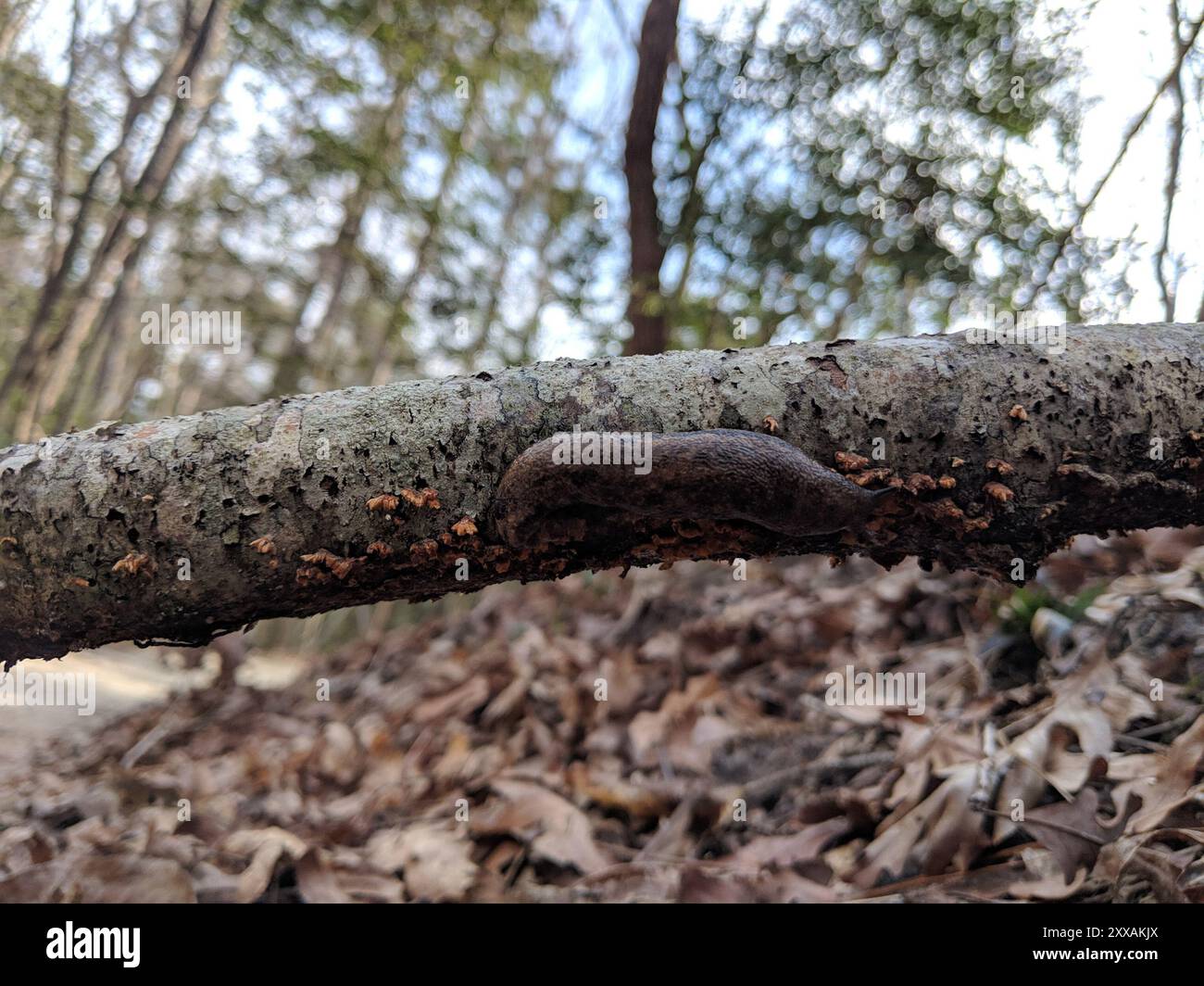 Changeable mantleslug hi-res stock photography and images - Alamy