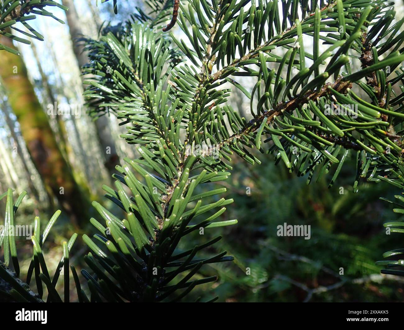 grand fir (Abies grandis) Plantae Stock Photo - Alamy