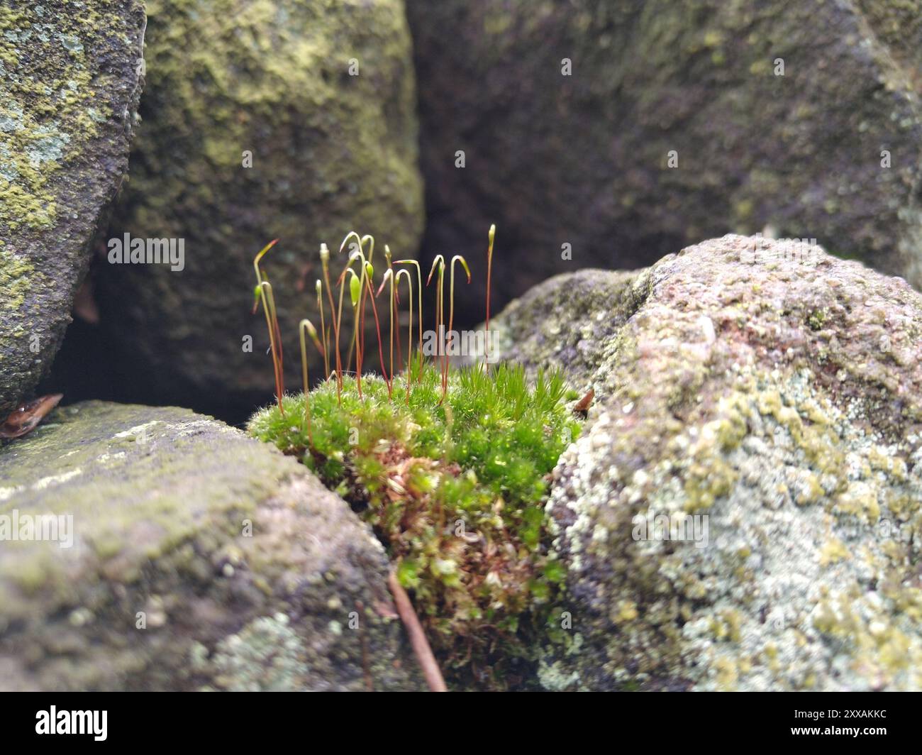 Capillary Thread-moss (Ptychostomum capillare) Plantae Stock Photo - Alamy