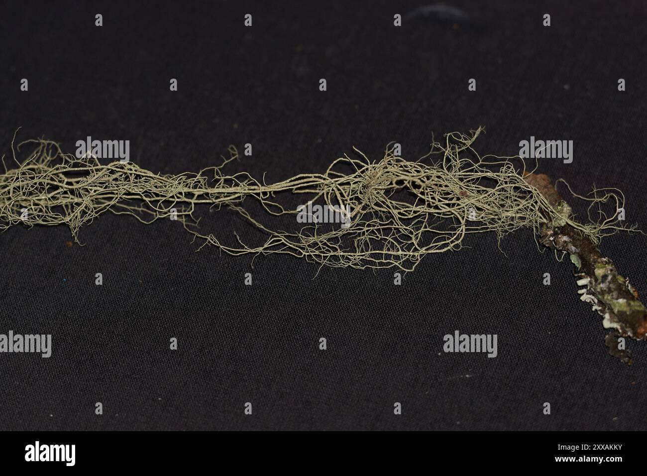 Fishbone Beard Lichen (Usnea dasopoga) Fungi Stock Photo - Alamy