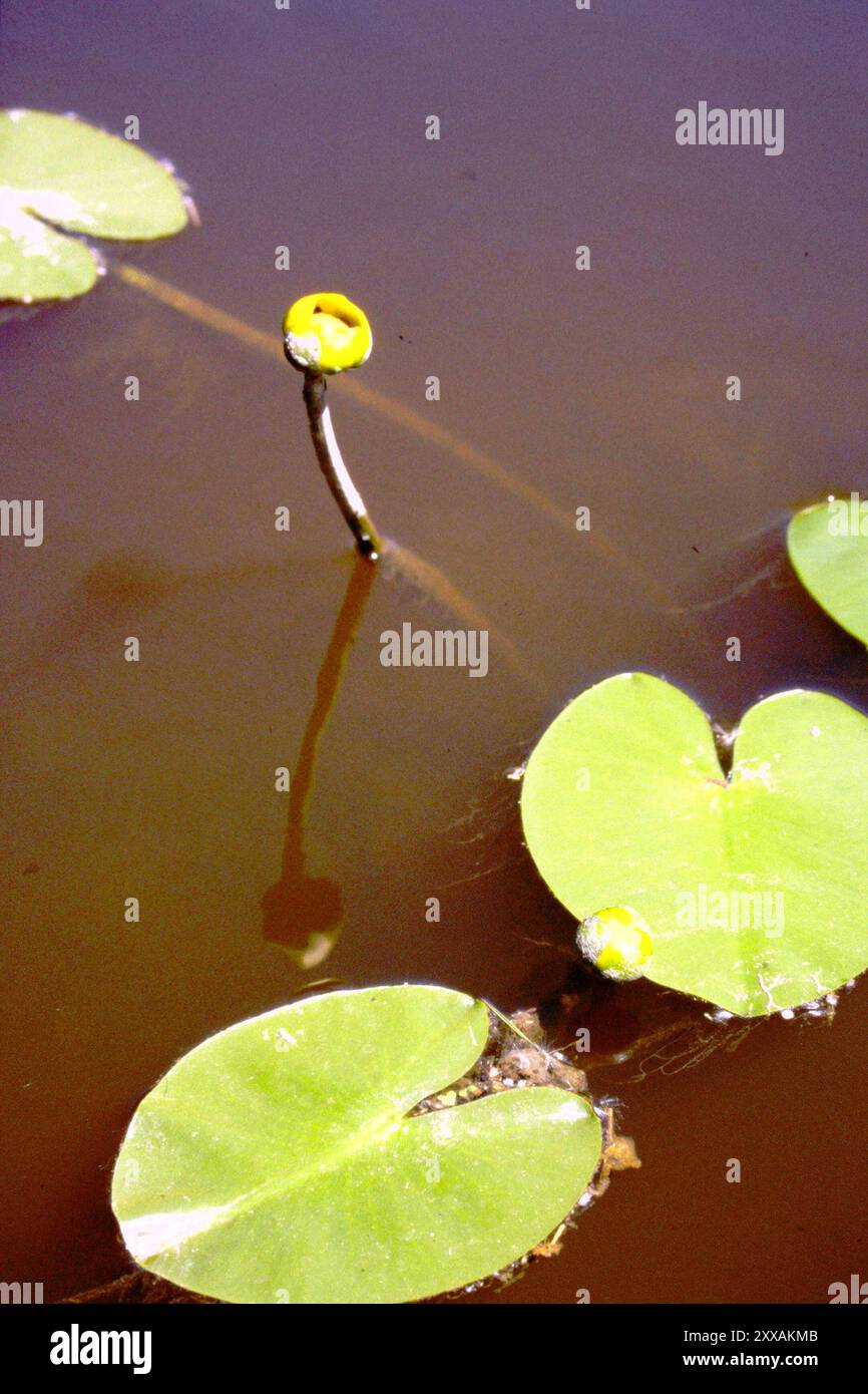 Variegated Yellow Pond-Lily (Nuphar variegata) Plantae Stock Photo - Alamy