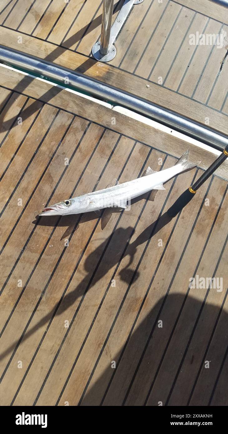 Northern Sennet (Sphyraena borealis) Actinopterygii Stock Photo - Alamy