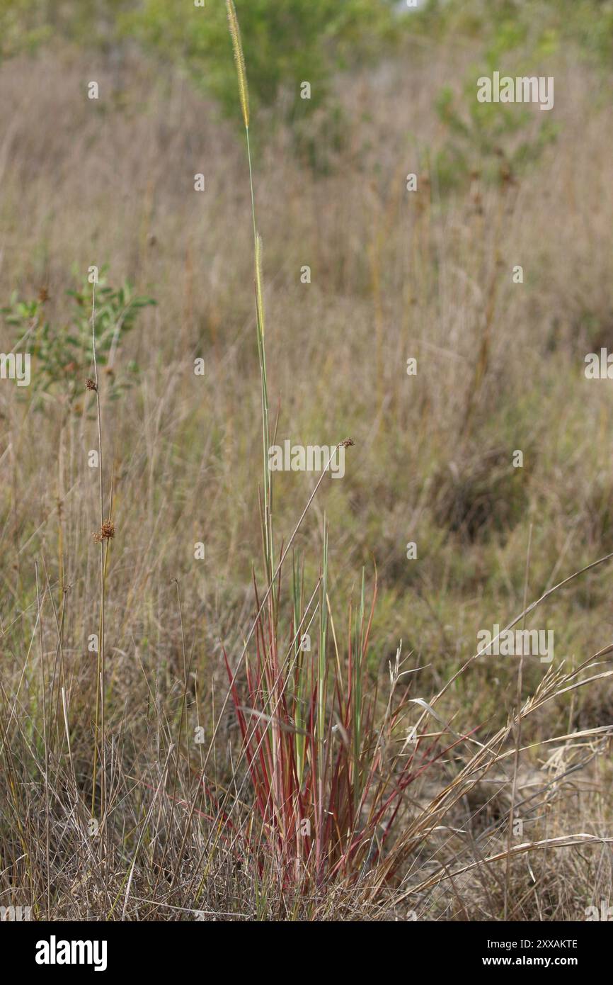 African bristlegrass (Setaria sphacelata) Plantae Stock Photo - Alamy