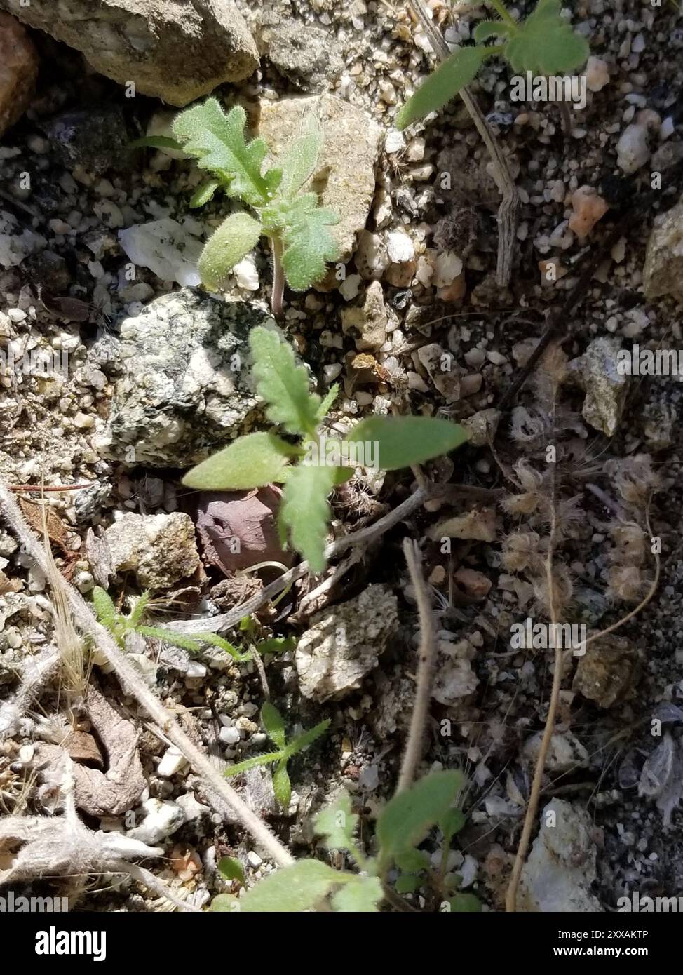Notch-leaf Scorpionweed (Phacelia crenulata) Plantae Stock Photo - Alamy