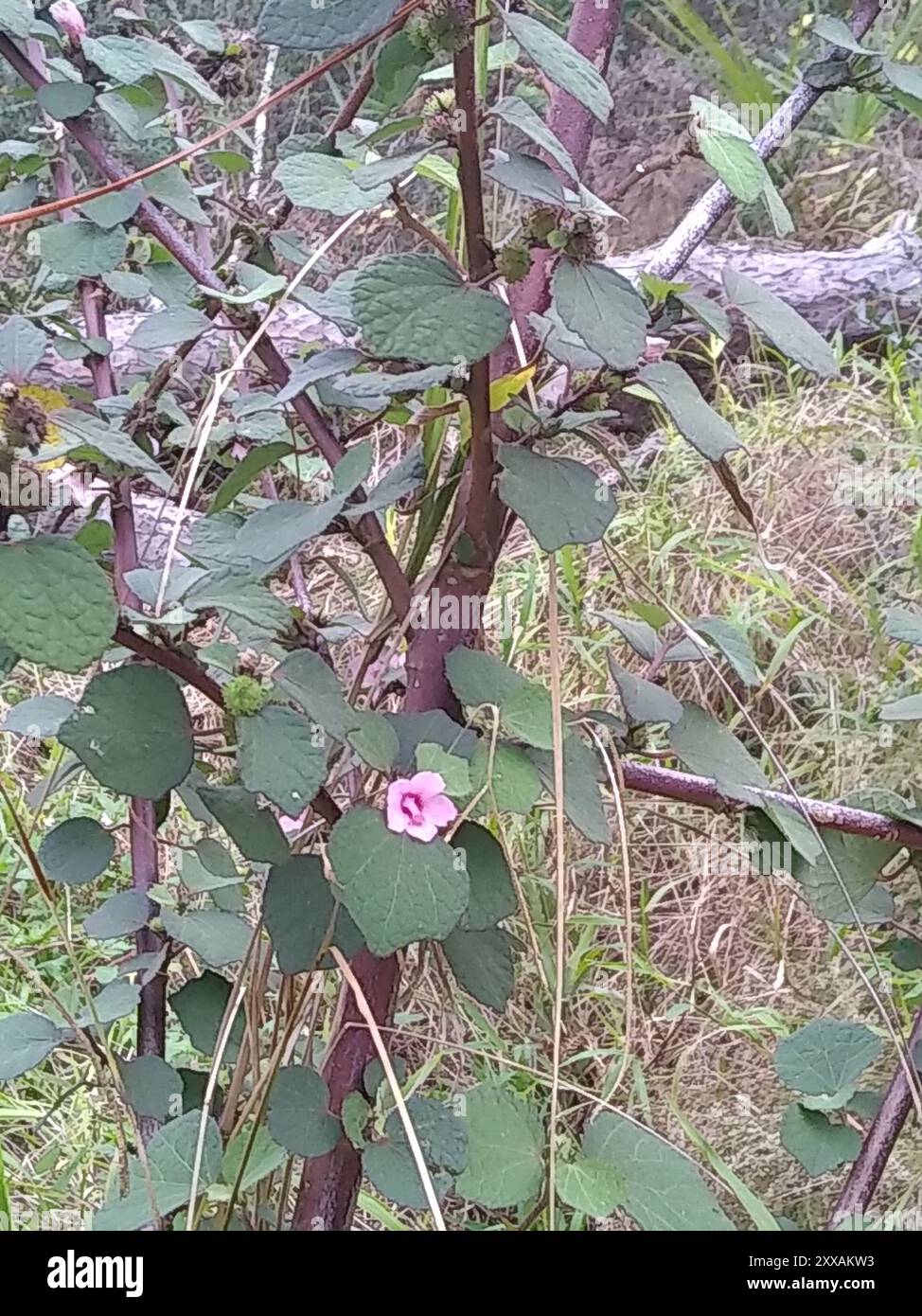 Caesar weed (Urena lobata) Plantae Stock Photo - Alamy