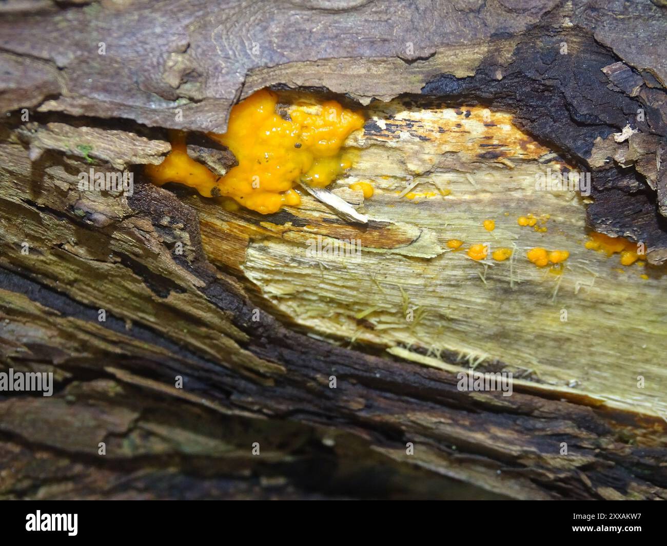 Jelly Spot Fungus (Dacrymyces stillatus) Fungi Stock Photo - Alamy