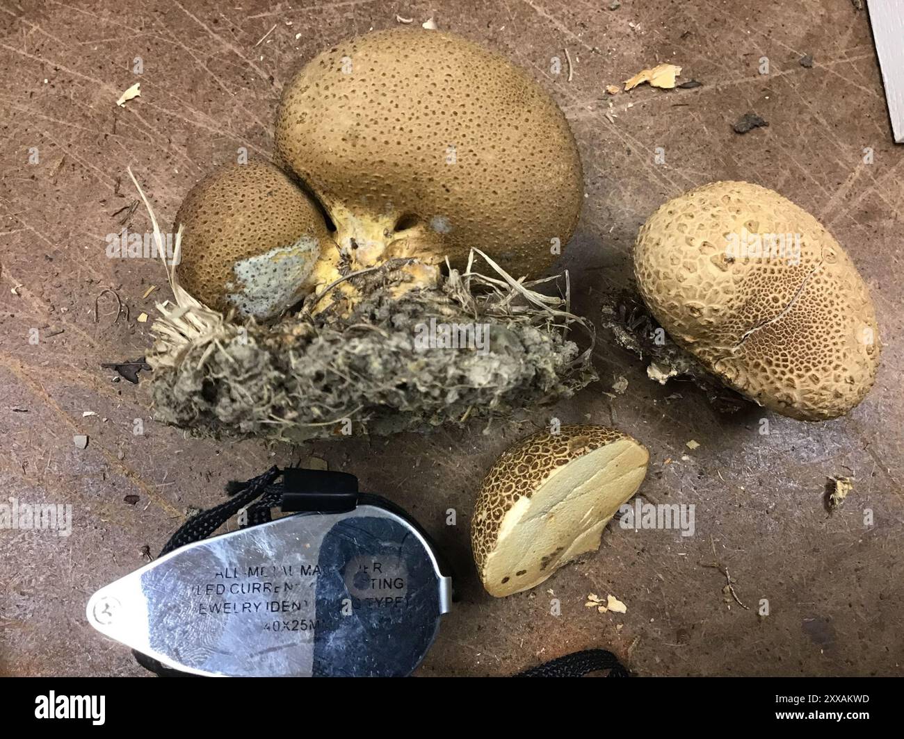 common earthball (Scleroderma citrinum) Fungi Stock Photo - Alamy