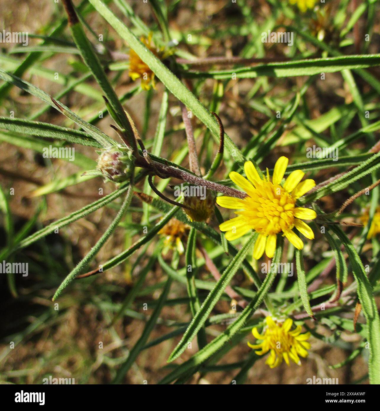 Vomitdaisies (Geigeria) Plantae Stock Photo - Alamy