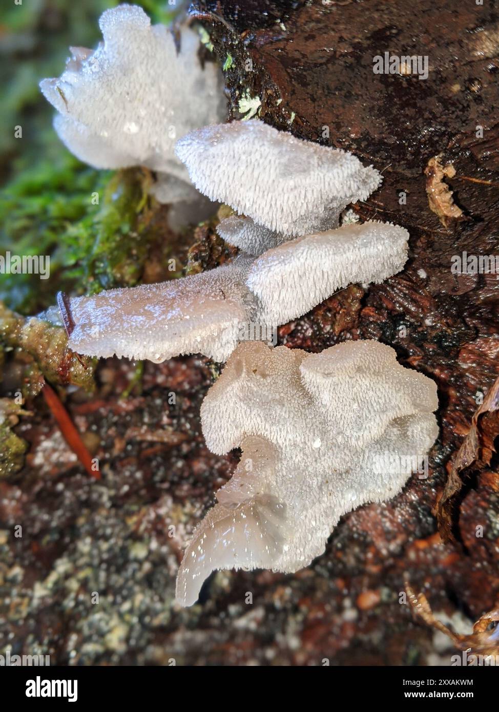 Toothed Jelly Fungus (Pseudohydnum gelatinosum) Fungi Stock Photo - Alamy