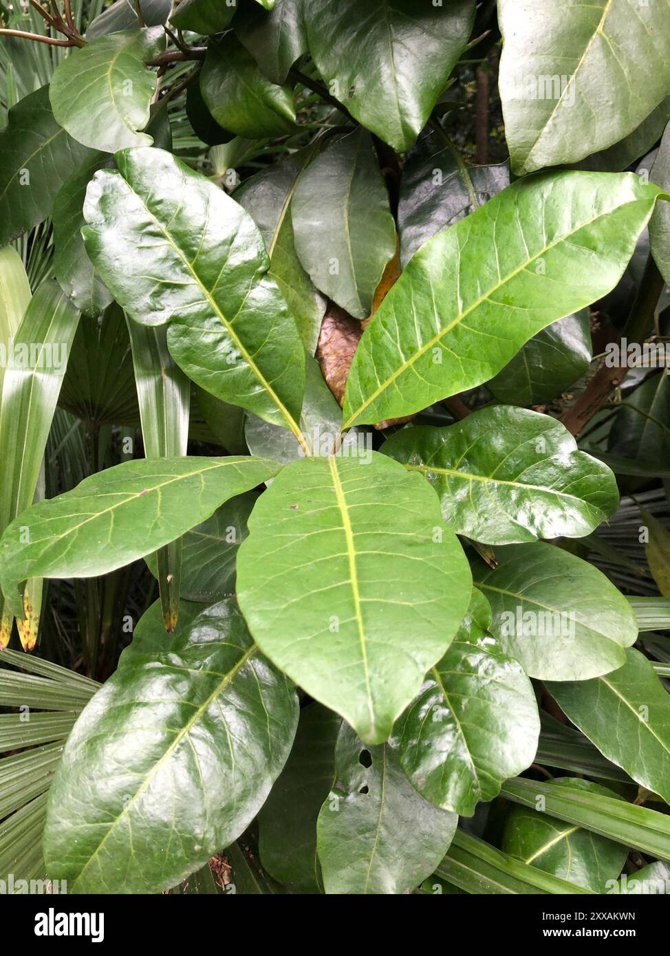 Bird Catcher Tree (Ceodes brunoniana) Plantae Stock Photo - Alamy