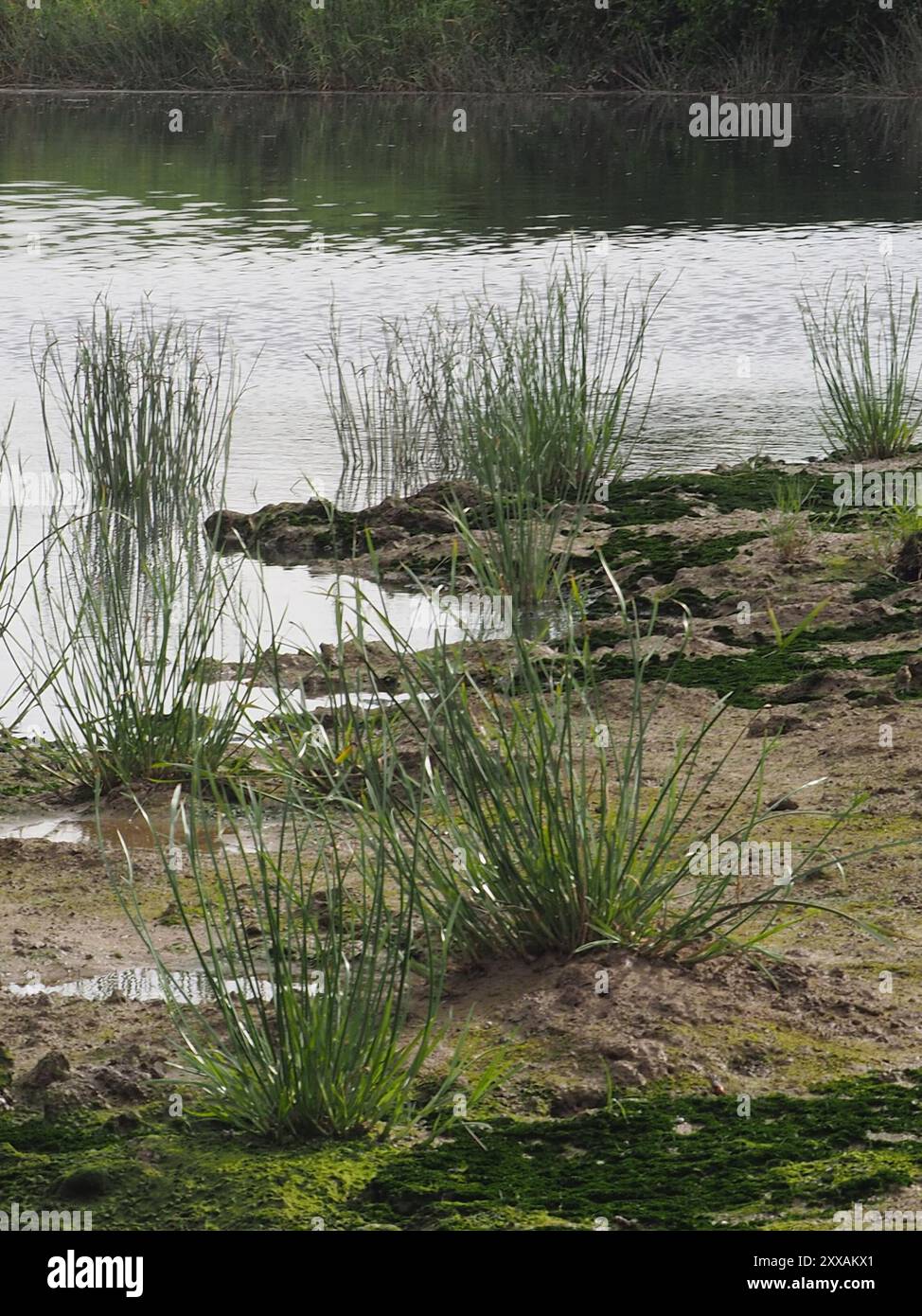 Short-leaved Malacea Galingale (Cyperus malaccensis monophyllus ...