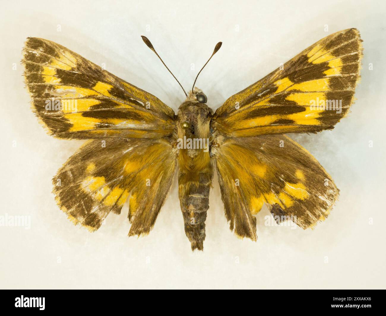 Mojave Giant-Skipper (Agathymus alliae) Insecta Stock Photo - Alamy