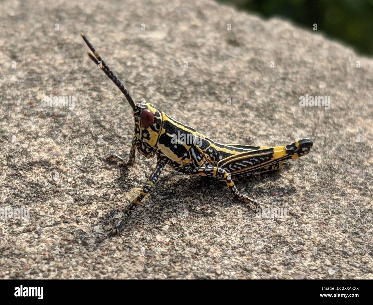 Variegated grasshopper (Zonocerus variegatus) Insecta Stock Photo - Alamy