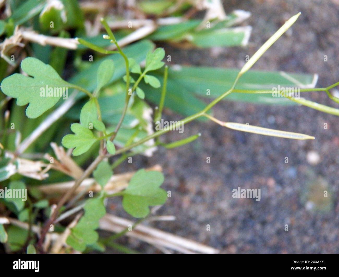 Nursery bittercress (Cardamine occulta) Plantae Stock Photo - Alamy