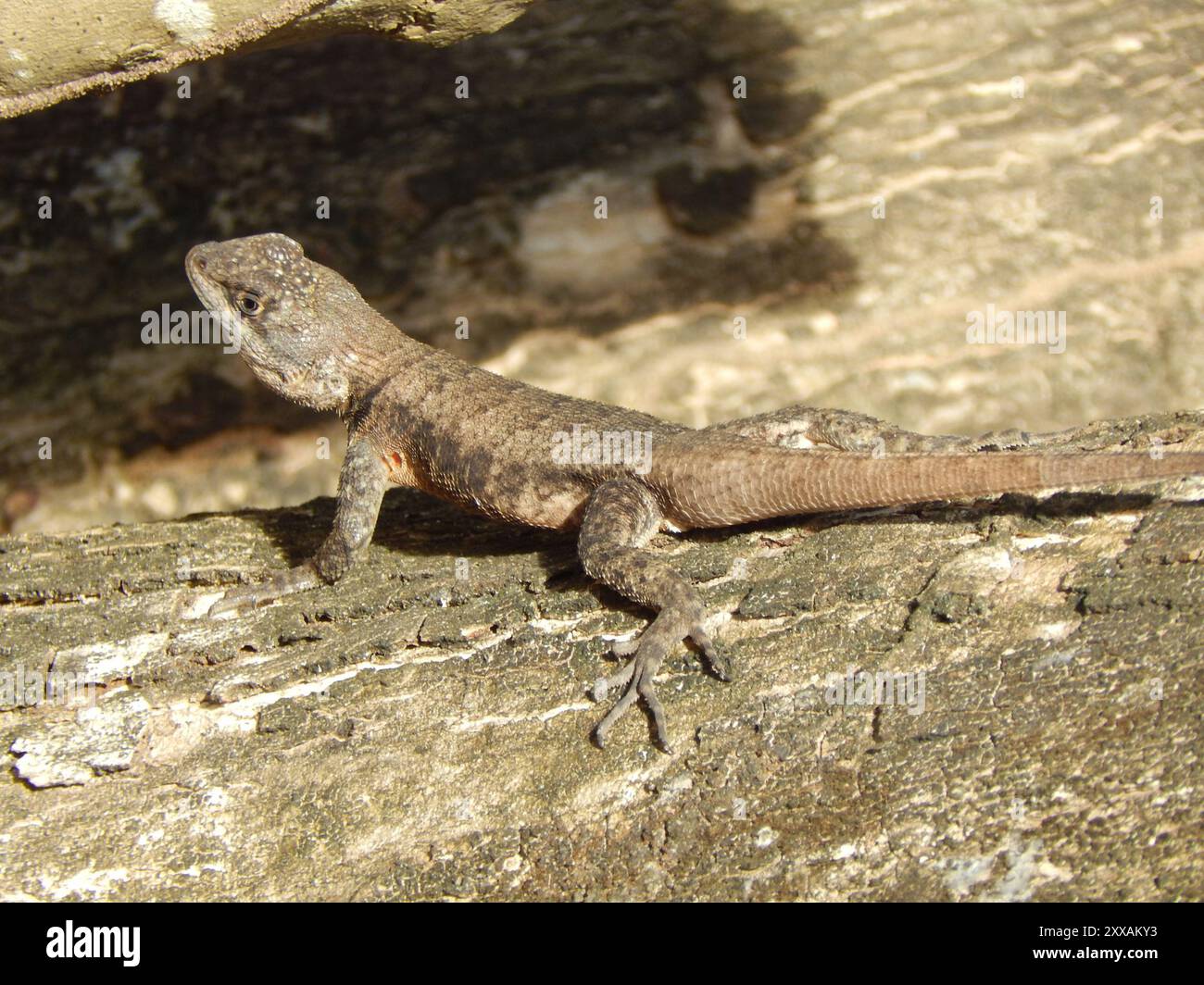 Peters' Lava Lizard (Tropidurus hispidus) Reptilia Stock Photo - Alamy