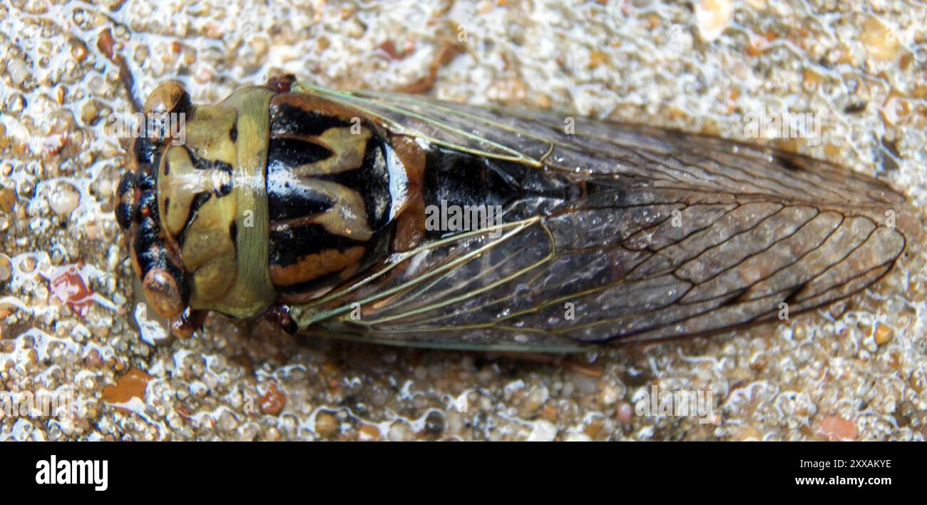 Resh Cicada (Megatibicen resh) Insecta Stock Photo - Alamy