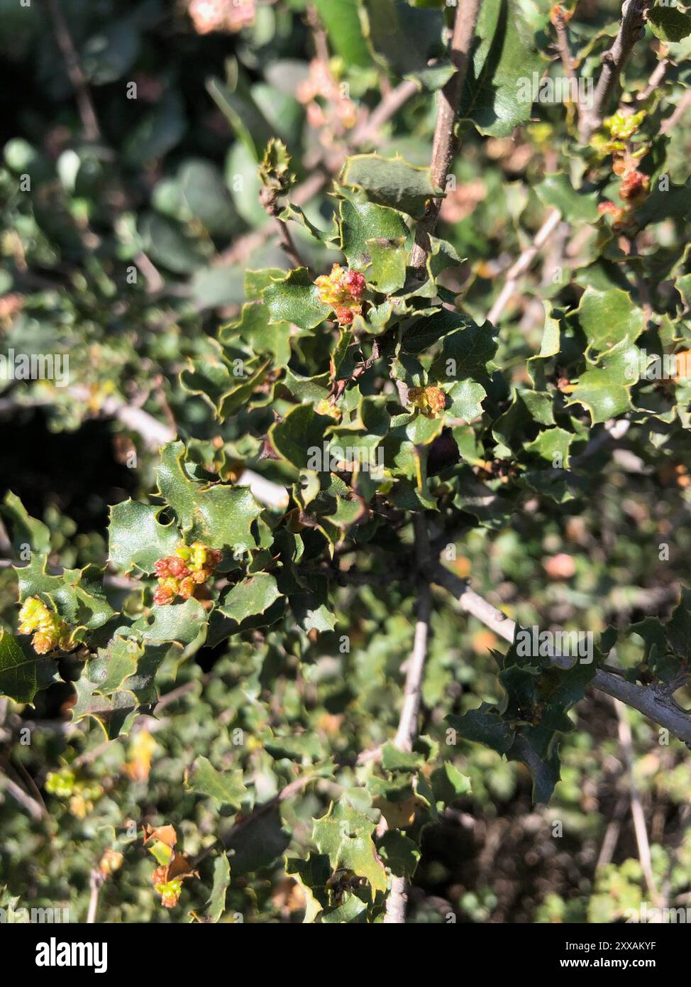 Nuttall's scrub oak (Quercus dumosa) Plantae Stock Photo - Alamy