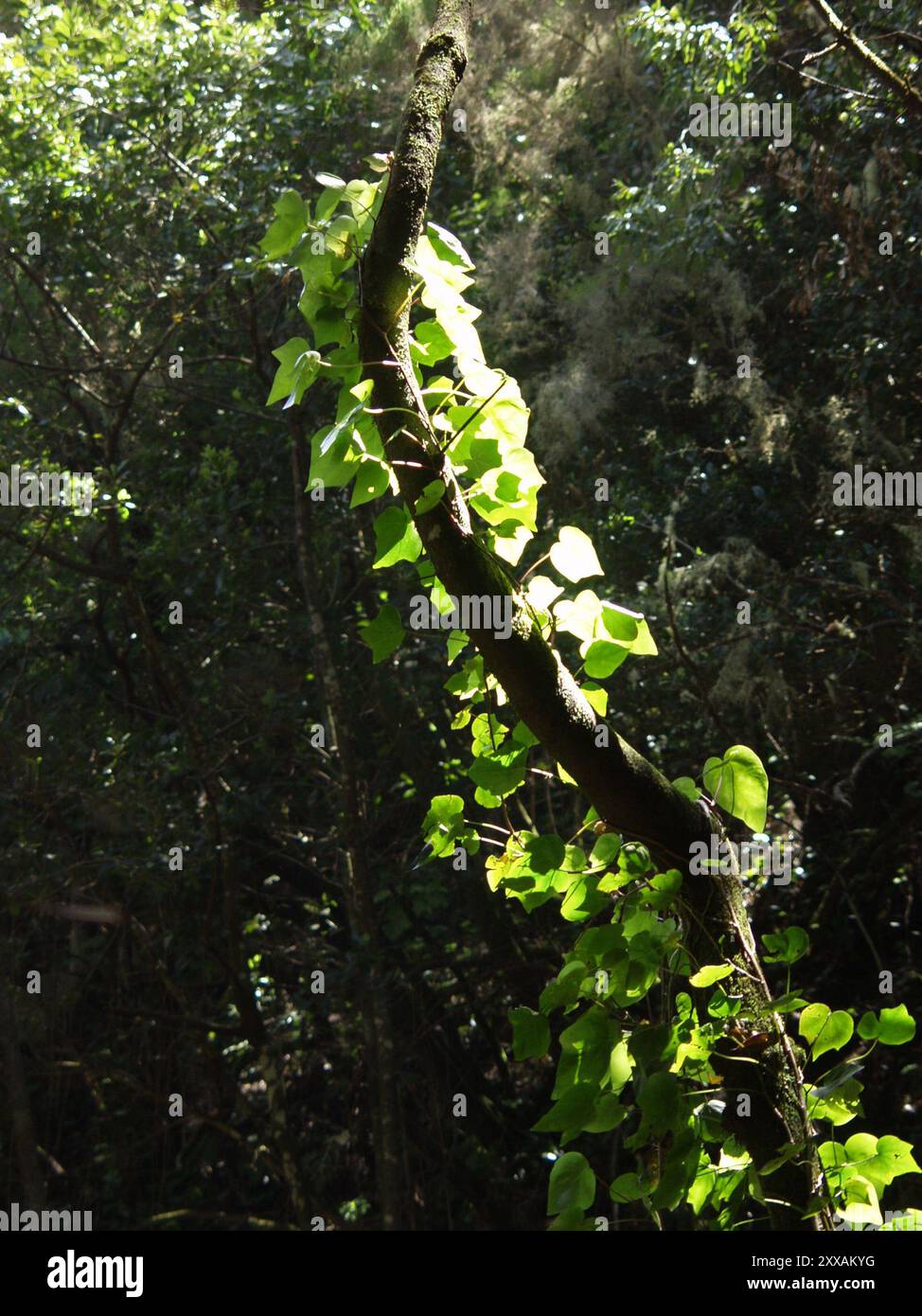 Canary Islands Ivy (Hedera canariensis) Plantae Stock Photo - Alamy