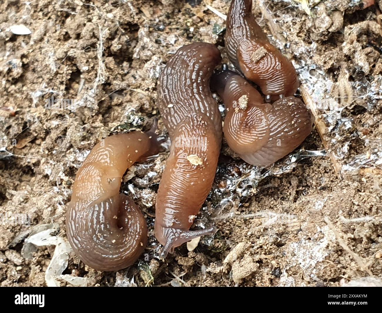 Smooth Land Slugs (Deroceras) Mollusca Stock Photo - Alamy