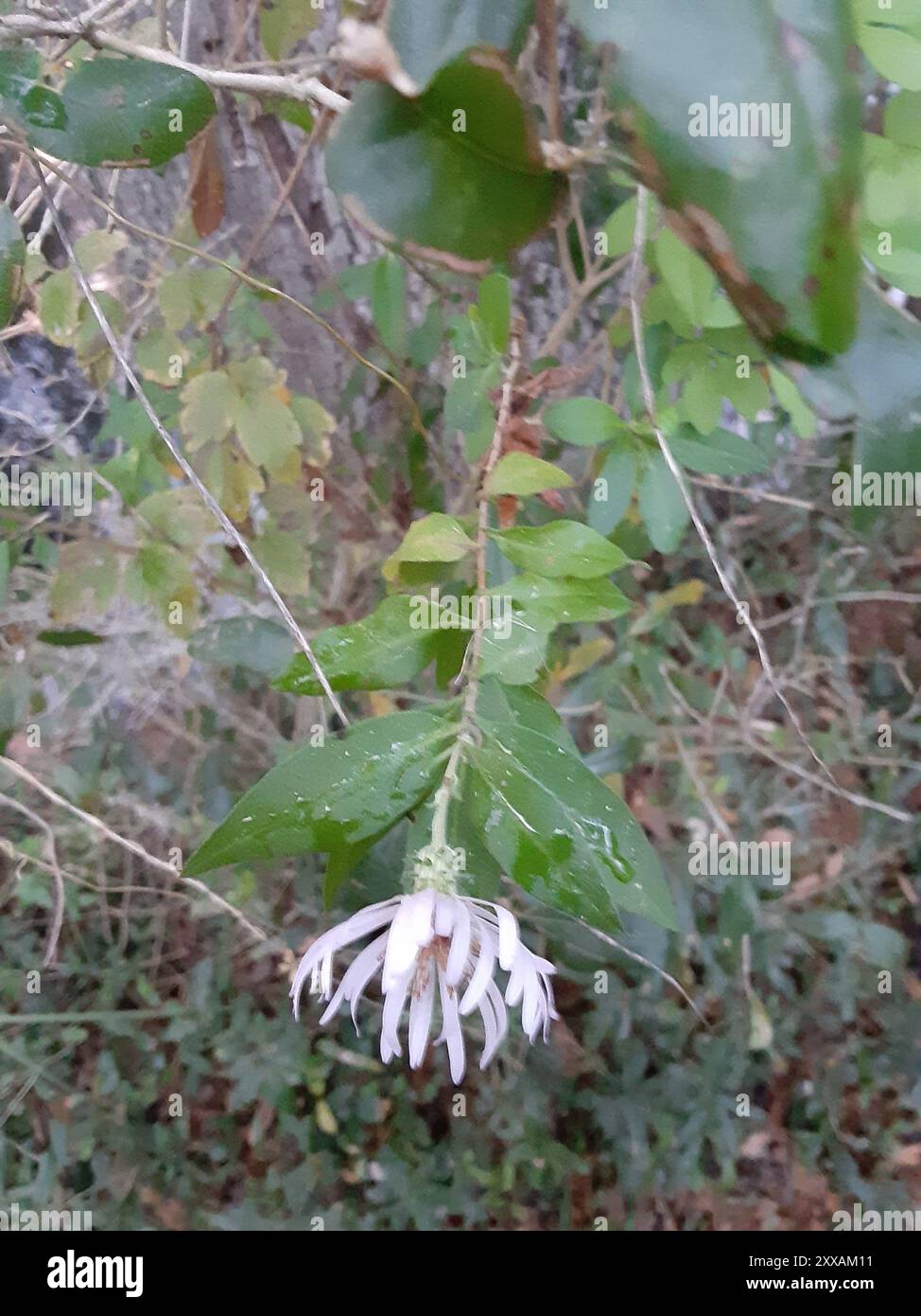 Climbing Aster (Ampelaster carolinianus) Plantae Stock Photo - Alamy