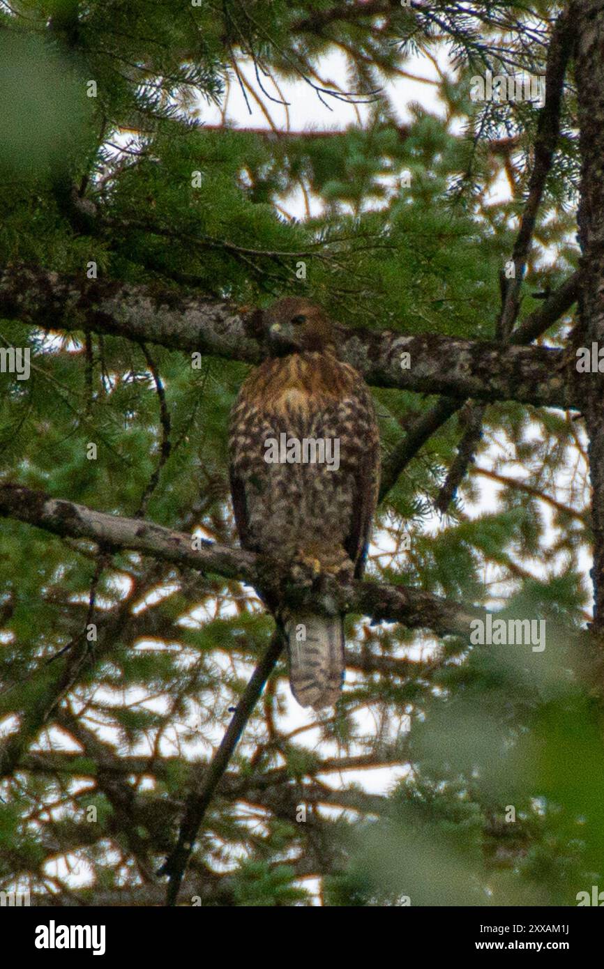 Western Red-tailed Hawk (Buteo jamaicensis calurus) Aves Stock Photo ...