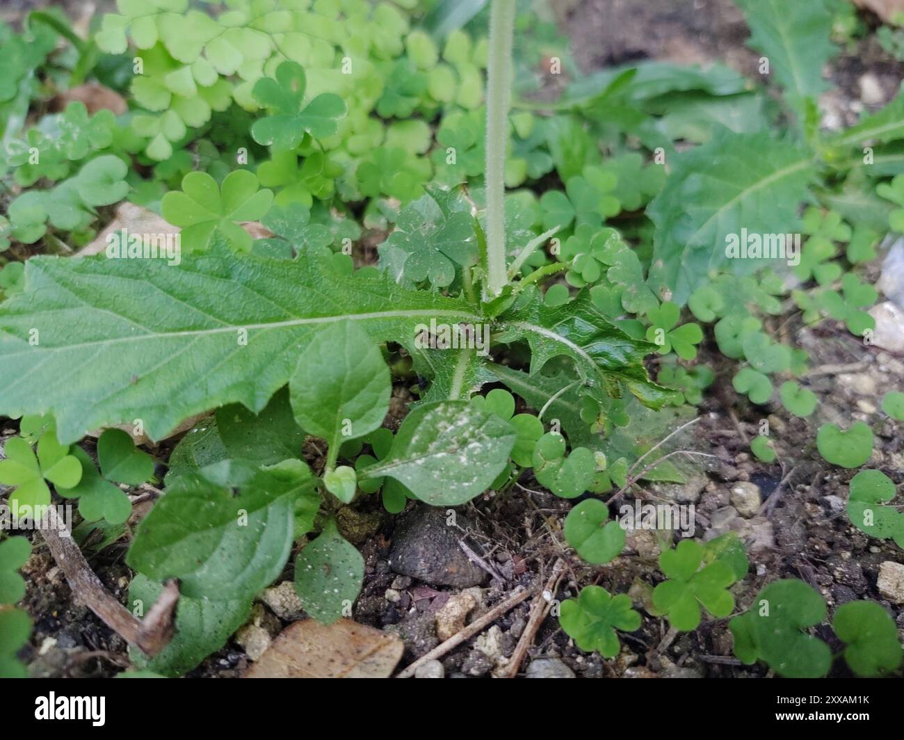 Star of Bethlehem (Hippobroma longiflora) Plantae Stock Photo - Alamy