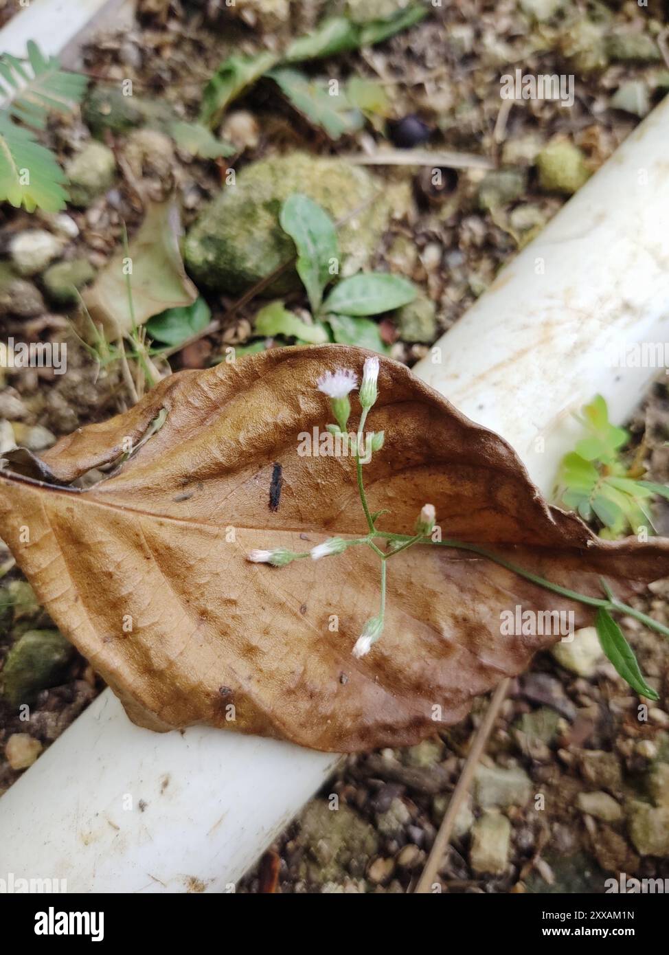 little ironweed (Cyanthillium cinereum) Plantae Stock Photo - Alamy