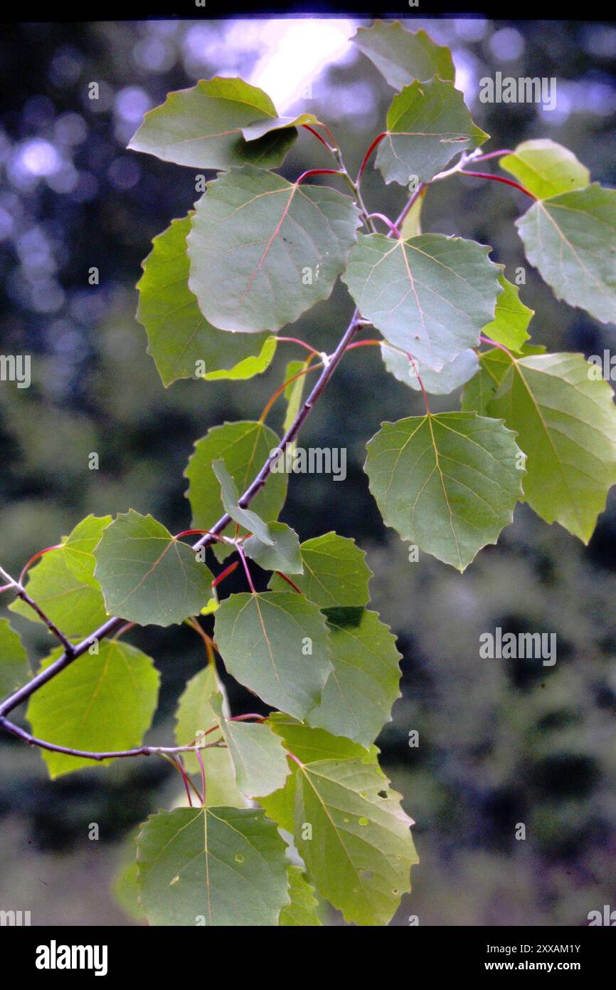 bigtooth aspen (Populus grandidentata) Plantae Stock Photo - Alamy